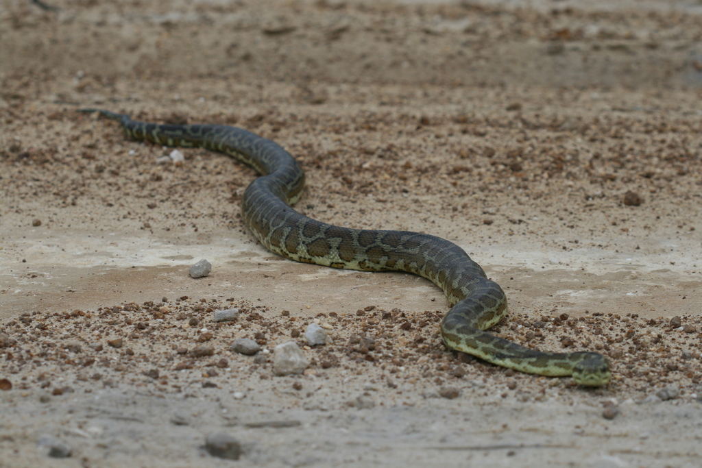 South-western Carpet Python (Reptile Watch Porongurup) · iNaturalist