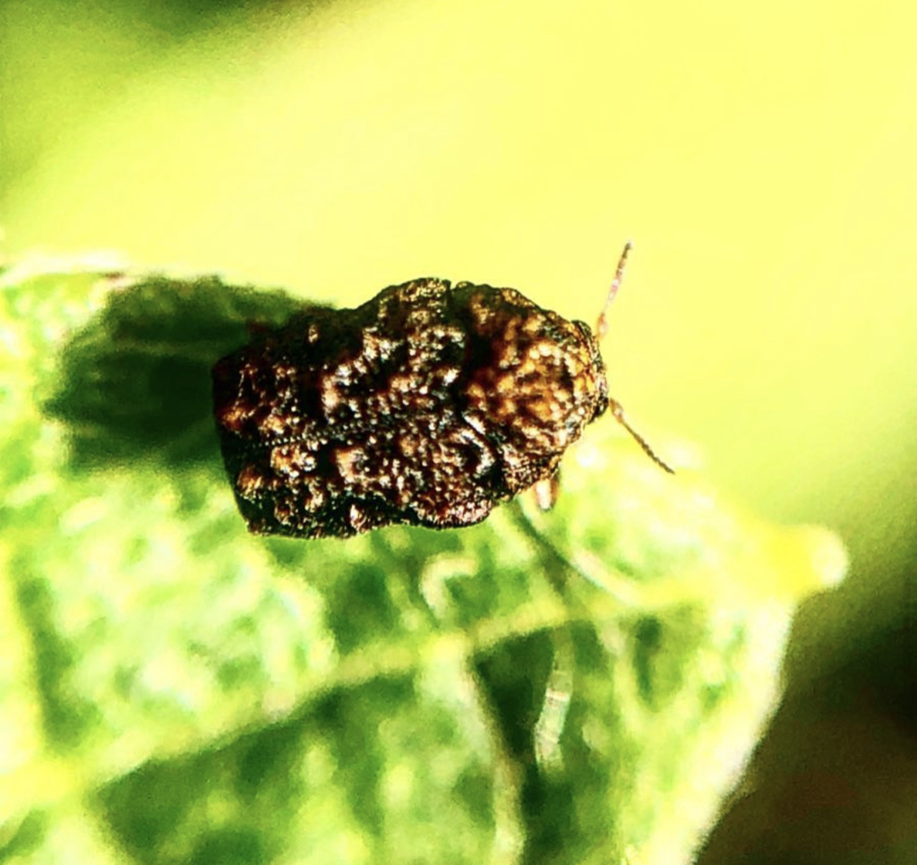 Chlamisus laticollis in March 2018 by eggseries · iNaturalist