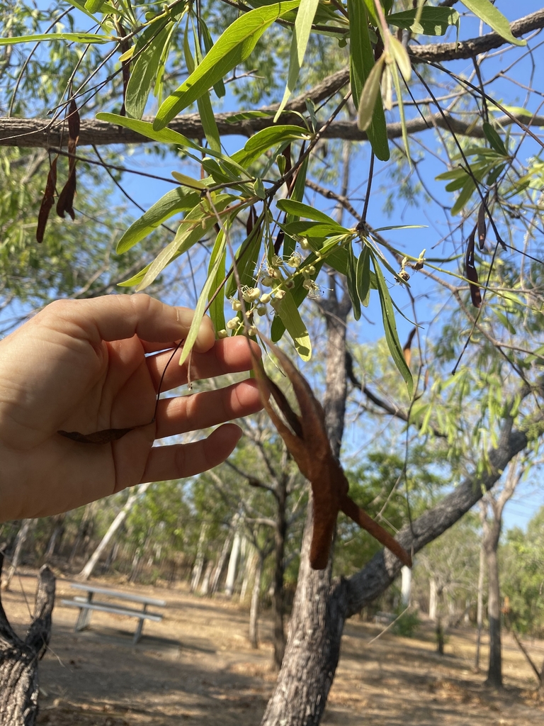 Terminalia grandiflora from Holmes NT 0812, Australia on September 25 ...