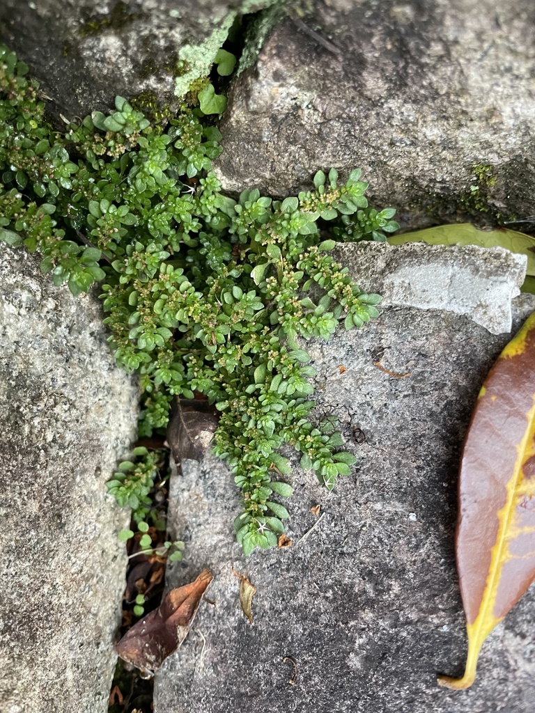 artillery plant in October 2023 by Pintsen JIN · iNaturalist