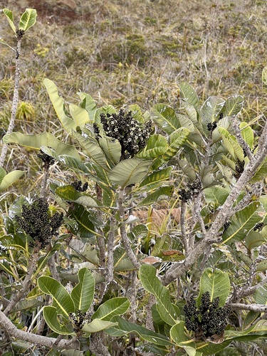 Semecarpus riparius · iNaturalist