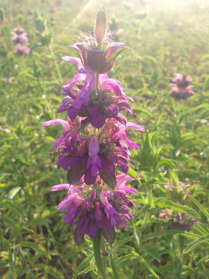 lemon beebalm from Colorado River, Austin, Texas, US on May 14, 2013 at ...