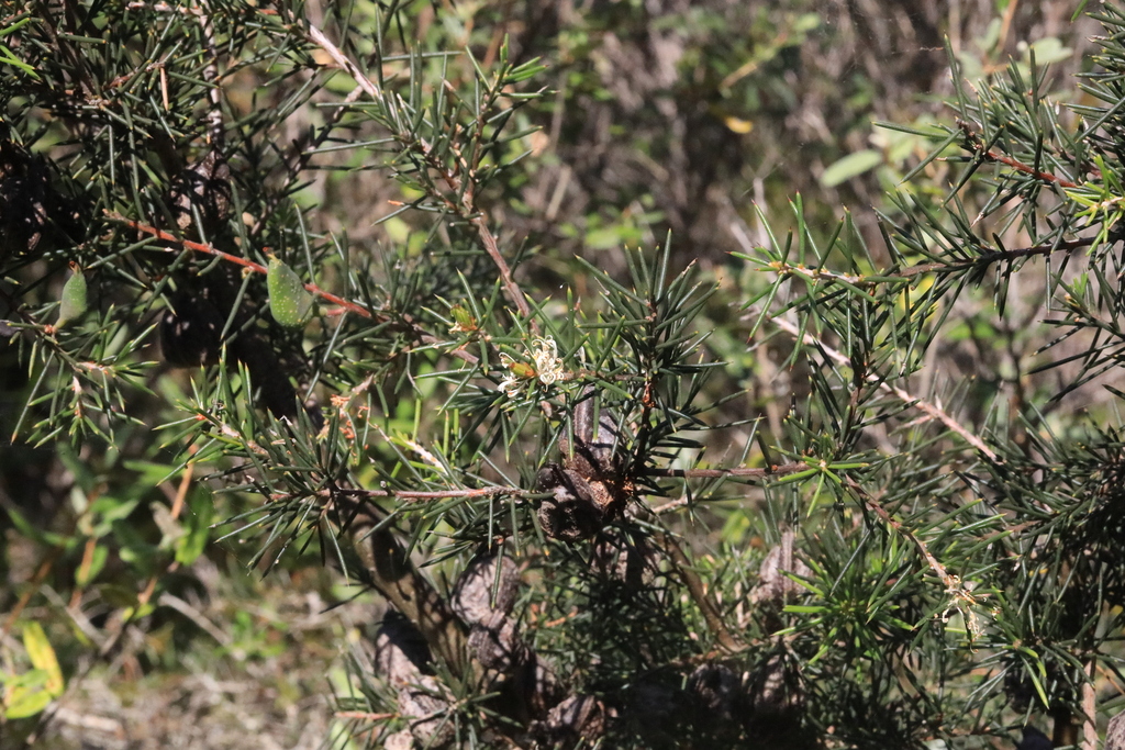 Pincushion trees from Fingal Bay NSW 2315, Australia on October 3, 2023 ...