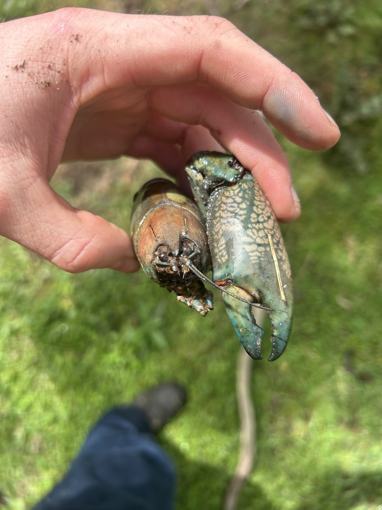 Common Yabby in October 2023 by frase4days · iNaturalist
