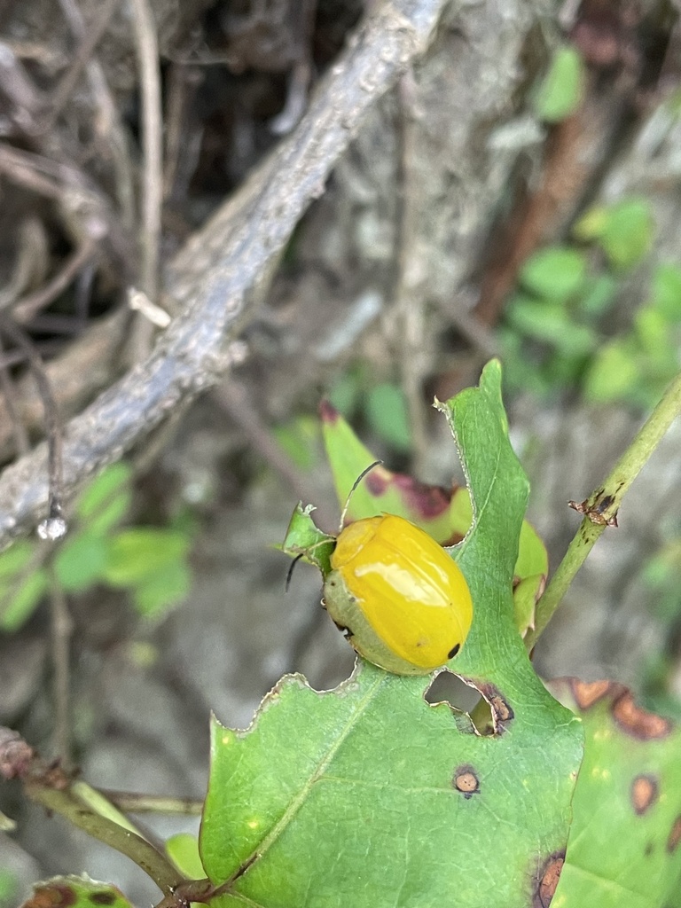Oides epipleuralis from 臺北市文山區指南國民小學, 文山區, TPE, TW on October 27, 2023 ...
