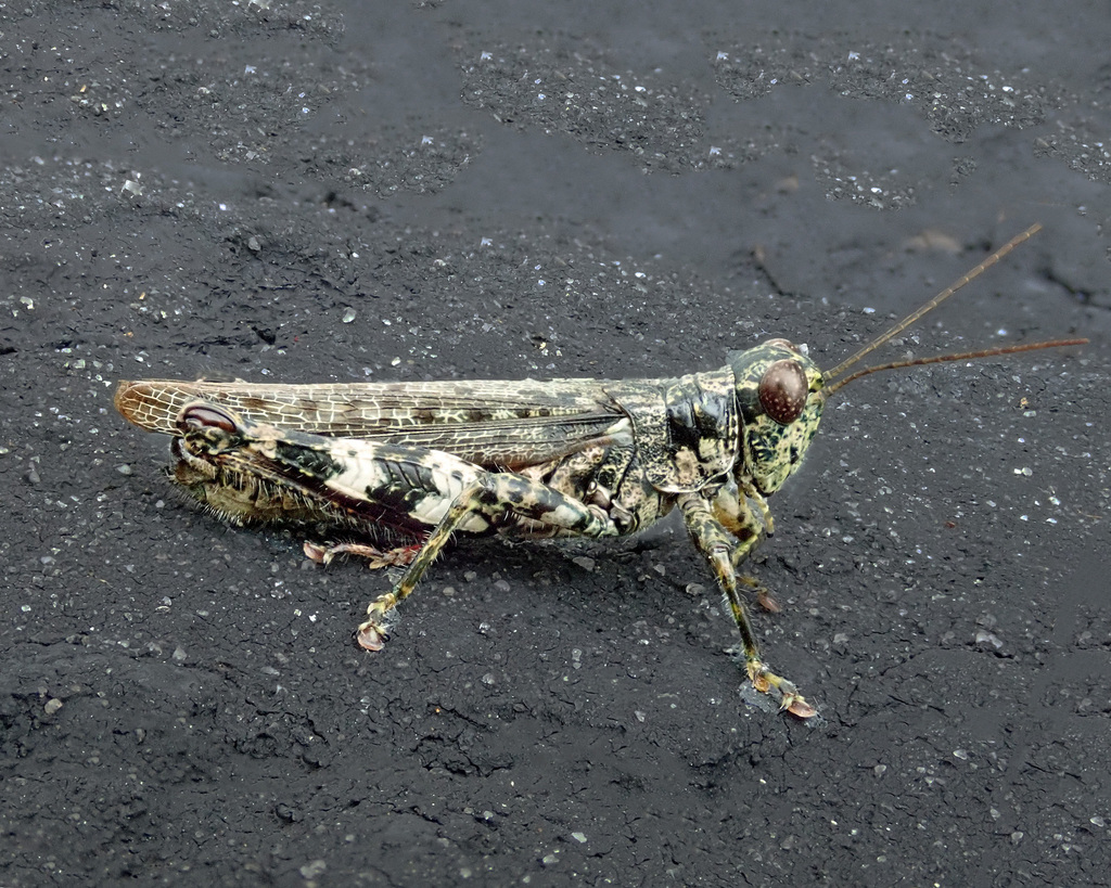 Pine tree Spur-throat Grasshopper from Salem, NH 03079, USA on October ...
