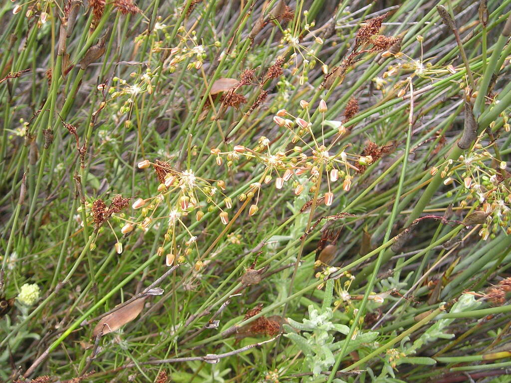 Aniseed Spookasem from Cape Farms, Cape Town, South Africa on July 29 ...