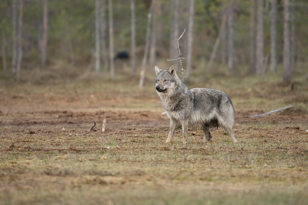 Gray Wolf in May 2018 by Burak Doğansoysal. Photographed from a photo ...