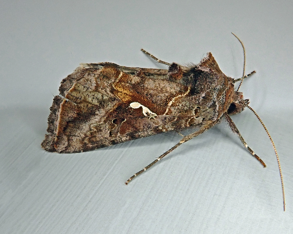 Common Looper Moth from Salem, NH 03079, USA on October 27, 2023 at 04: ...