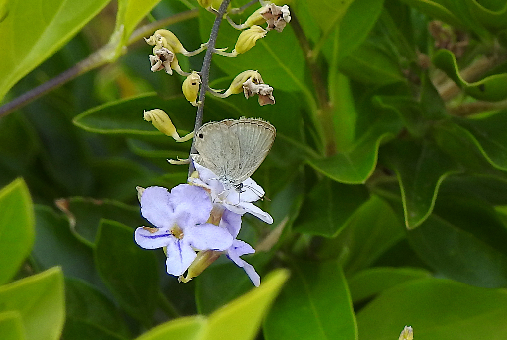 Black-spotted Grass-blue from Pine Grove Rd, Dingo QLD 4702, Australia ...