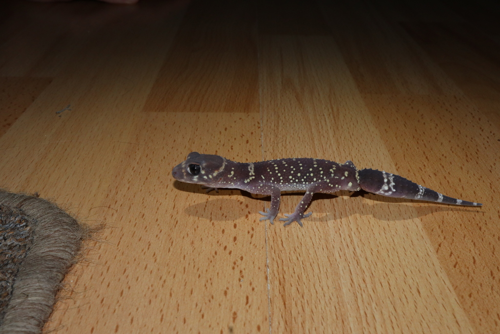 Thick-tailed Barking Gecko from Fitzgerald River National Park WA 6346 ...