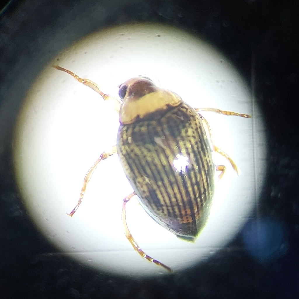 Haliplus in October 2023 by Elena Obradovic · iNaturalist