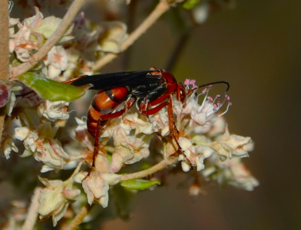 Rusty Spider Wasp from Hernando County, FL, USA on October 25, 2023 at ...