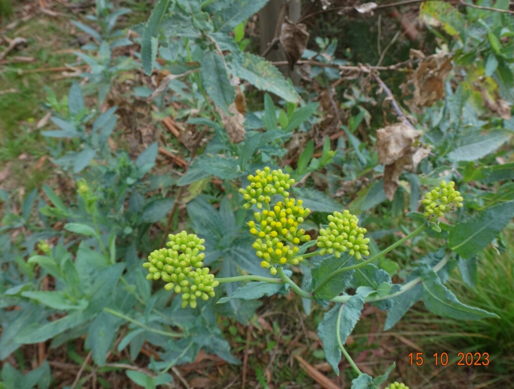 Scented Groundsel from Warrak VIC 3377, Australia on October 15, 2023 ...