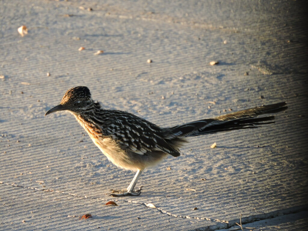 Greater Roadrunner from Meoqui, Chih., México on October 24, 2023 at 07 ...