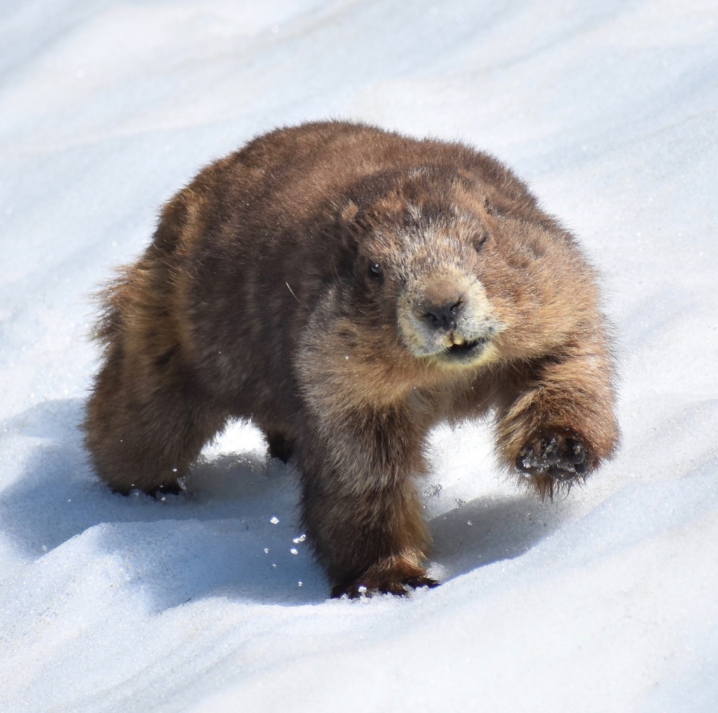 Marmots (Marmota) - Know Your Mammals