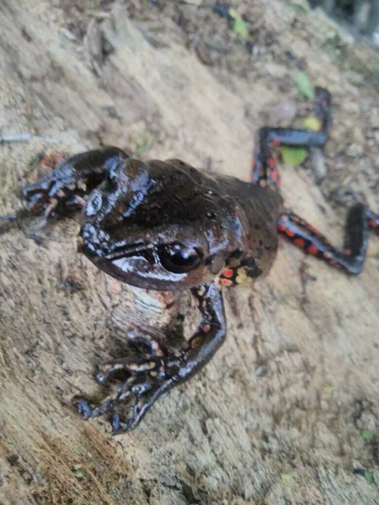 red-spotted Argentina frog in October 2023 by Luis Prevedel · iNaturalist