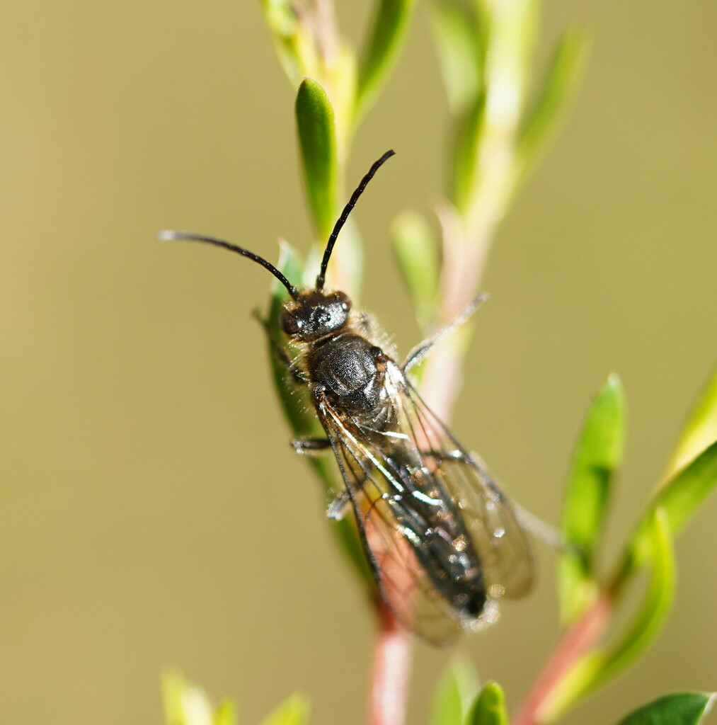 Thynnid Flower Wasps from Casey - Hallam, Victoria, Australia on ...