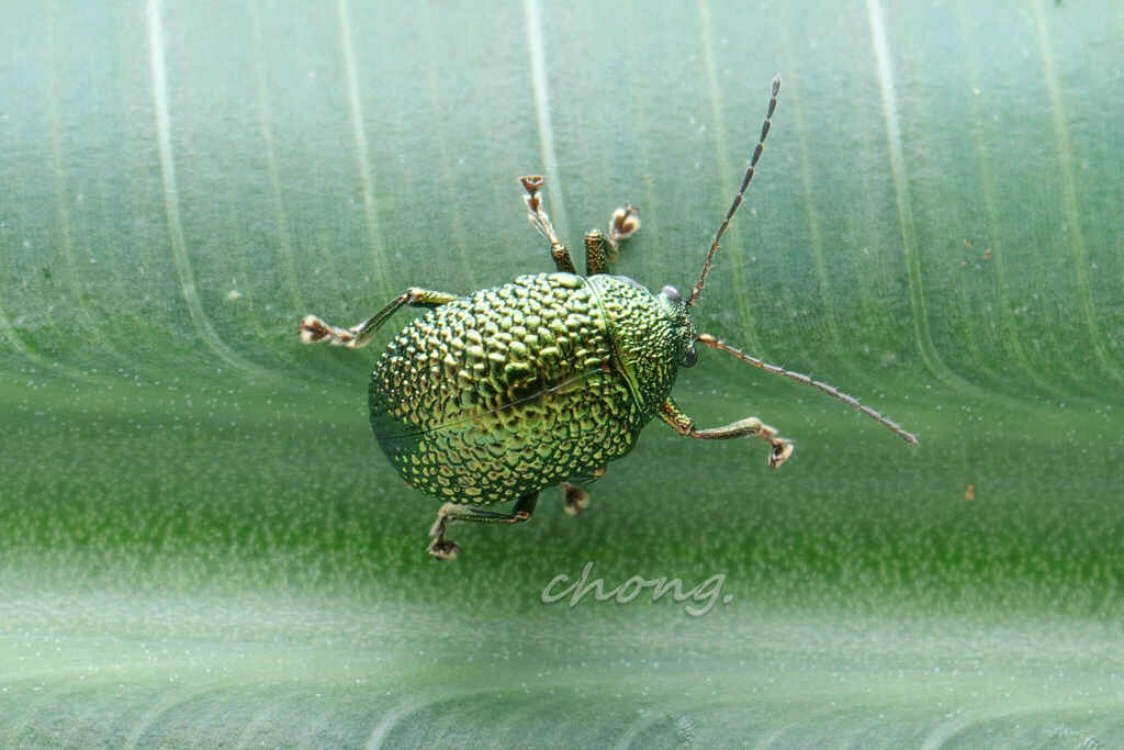 Colaspoides from 马来西亚沙巴哥打贝卢 on July 19, 2023 at 07:44 PM by 虫虫 ...