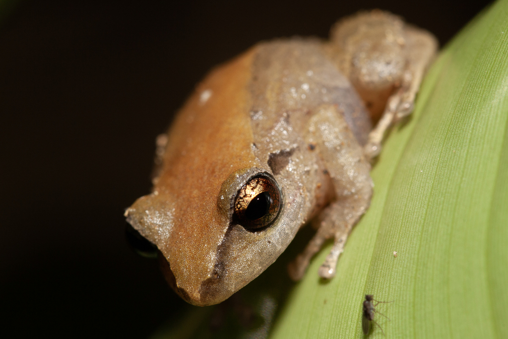 Pygmy Rain Frog from Puntarenas Province, Monteverde, Costa Rica on ...
