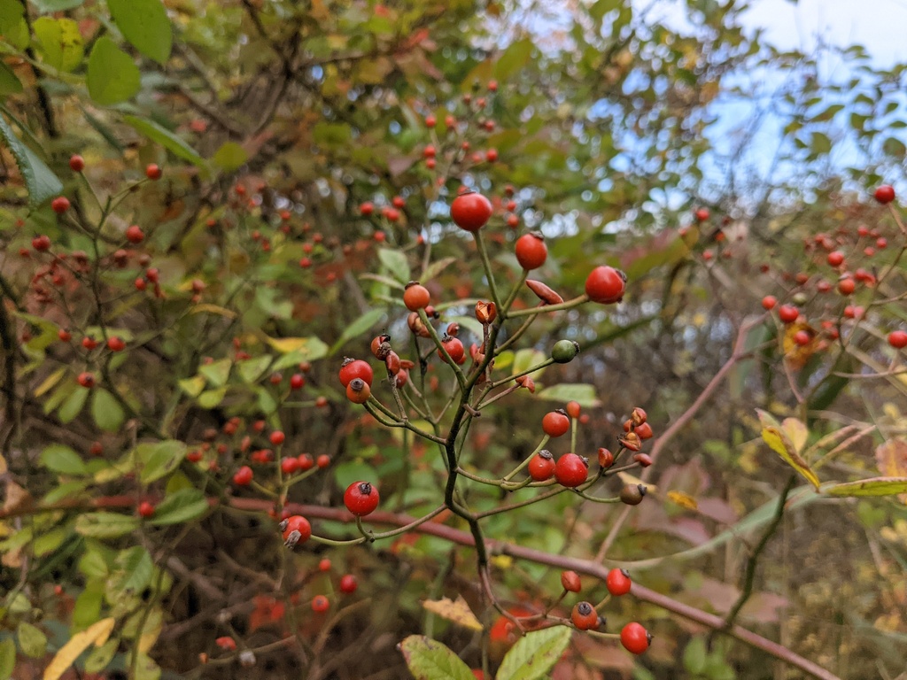 multiflora rose from Galloway, NJ, USA on October 25, 2023 at 11:50 AM ...