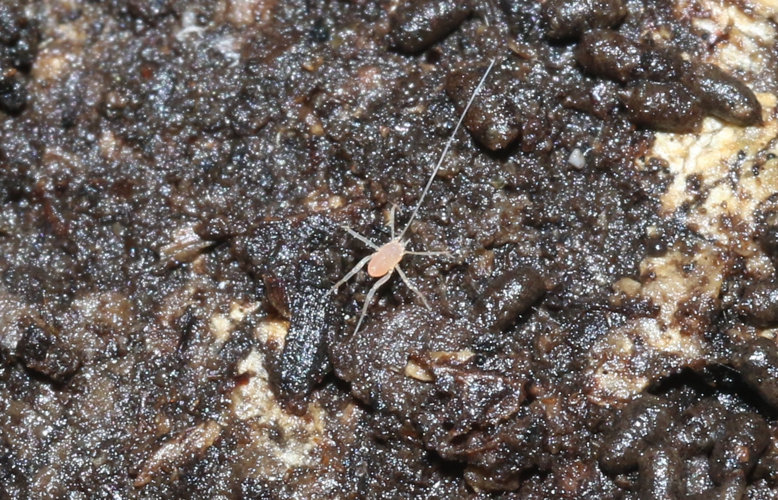 Eupodidae