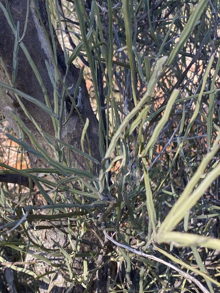 Bossiaea walkeri from Yathong Nature Reserve, Irymple, NSW, AU on ...