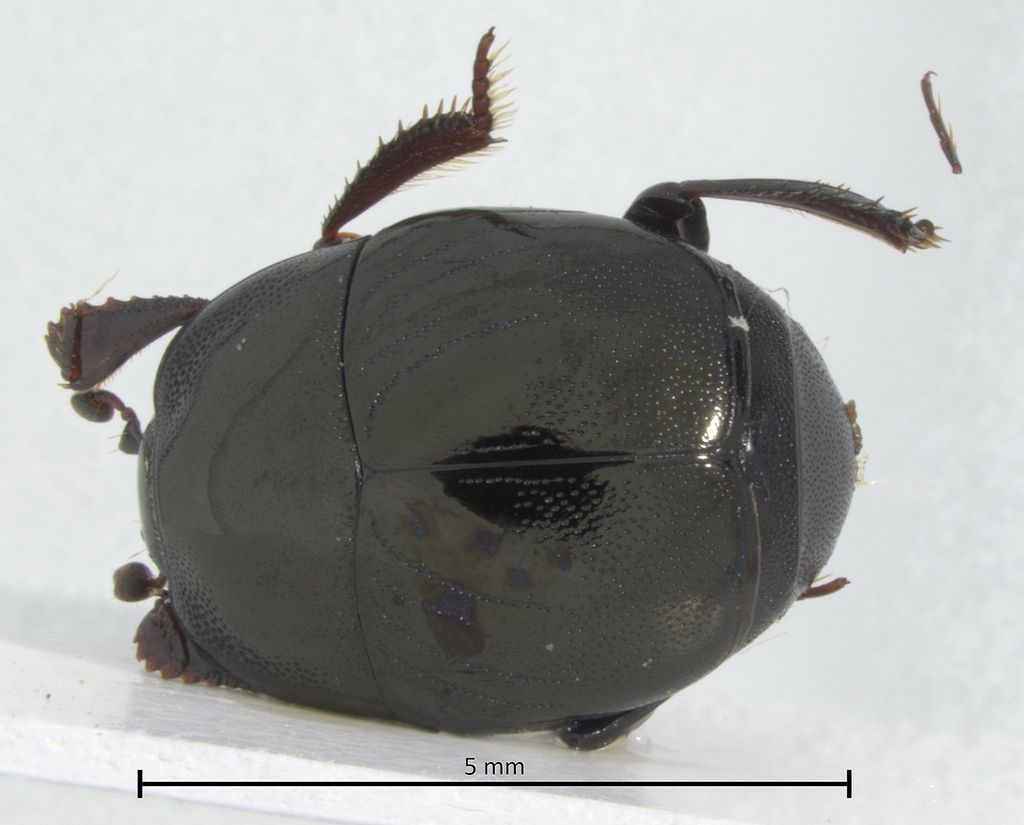 Saprinus from Comănești 605200, România on April 28, 2014 at 03:23 PM ...