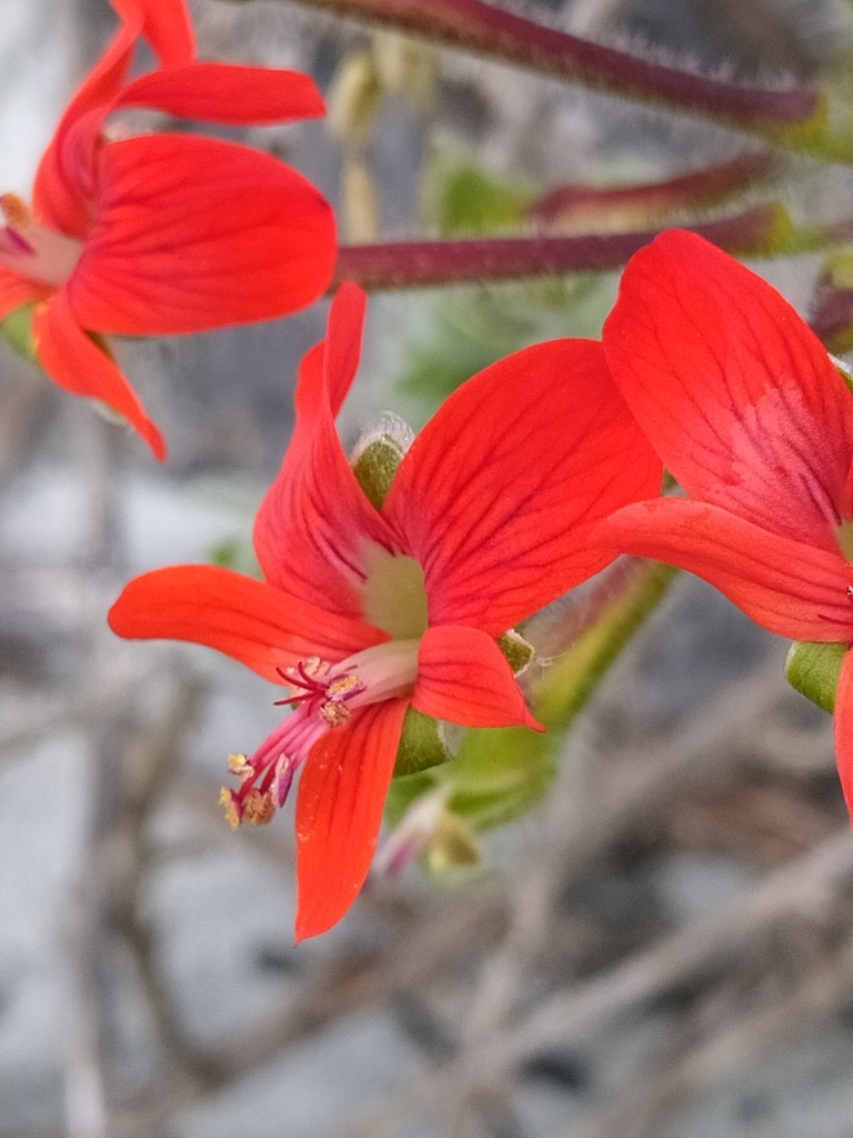 Red Mallow from Jacobs Bay, South Africa on September 17, 2023 at 11:53 ...