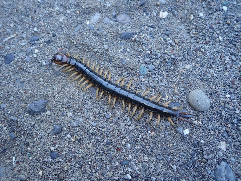 Chinese Red-headed Centipede from 日本、〒781-5701 高知県和食甲 on October 21 ...