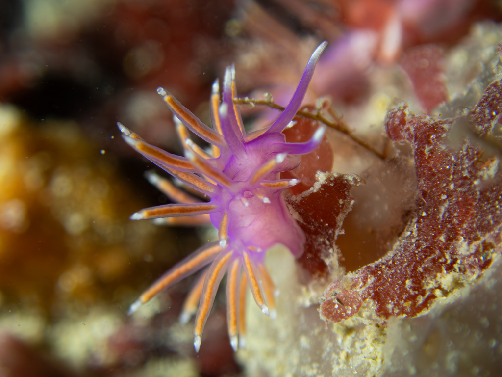Pink Coryphella from Ille-et-Vilaine, Bretagne, FR on October 24, 2023 ...