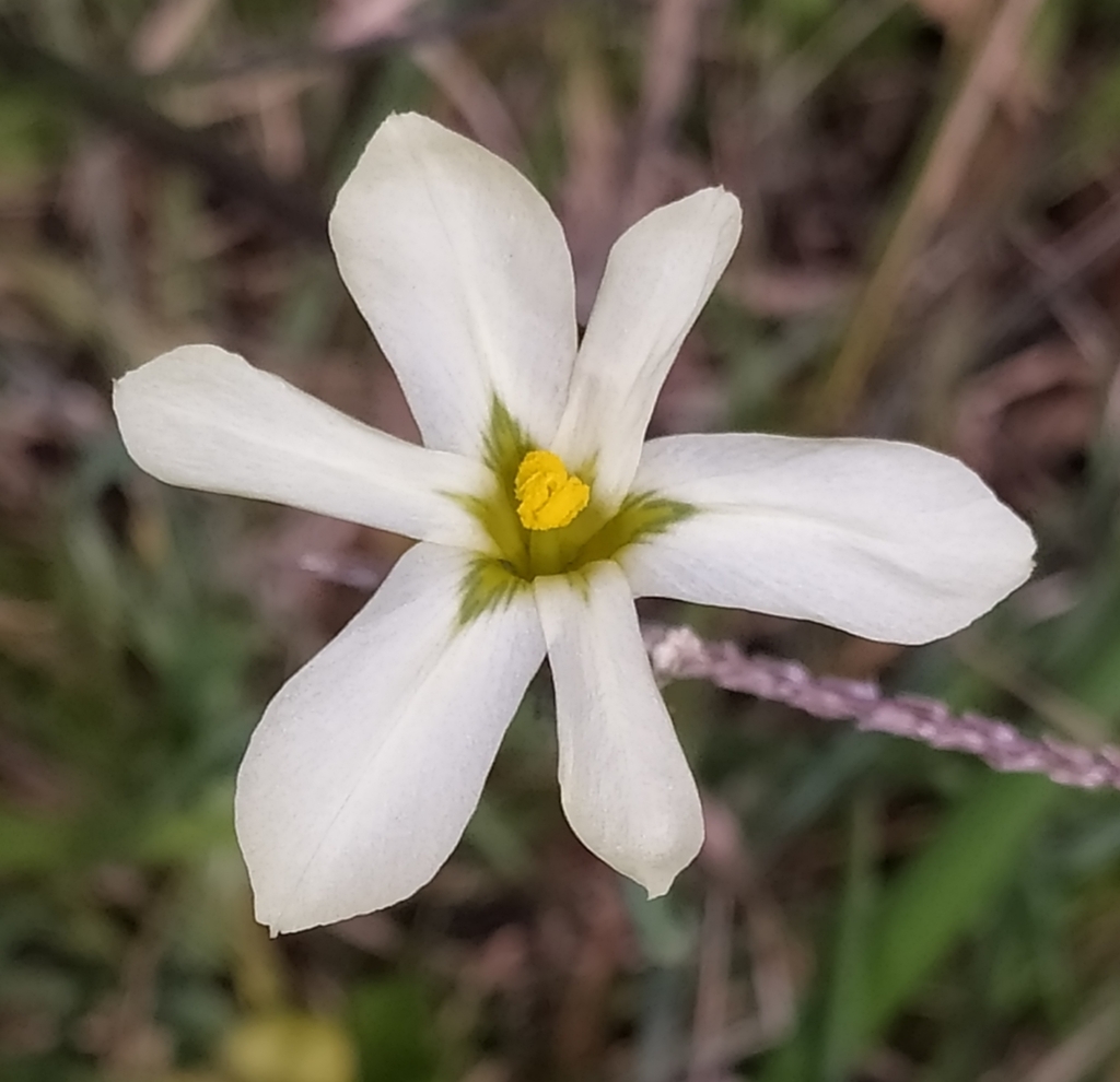Moraea britteniae from Walmer, Gqeberha, South Africa on September 23 ...