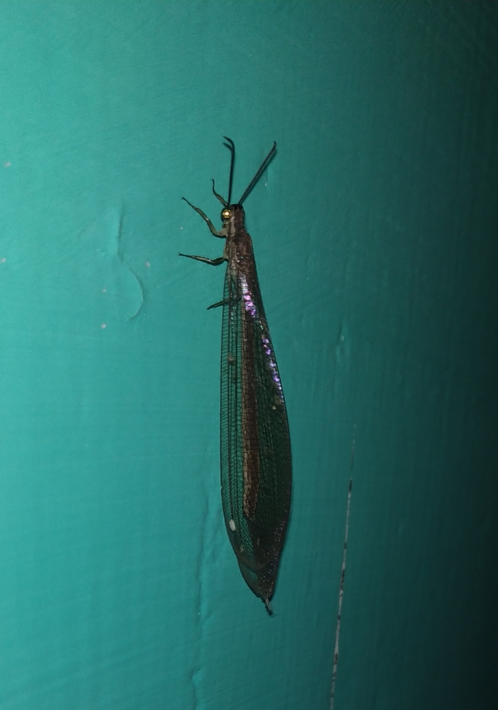 Pit-trapping Antlions from Bongal Gaon Bor-Namghar on October 27, 2023 ...