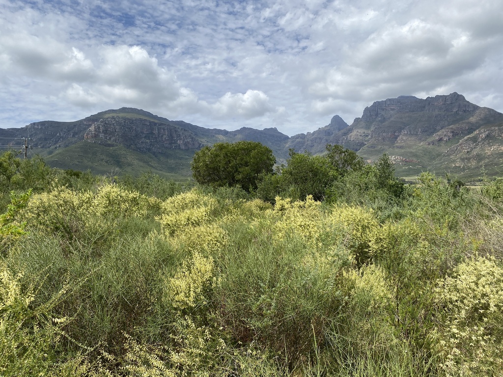 Silver Wingpea from West Coast District Municipality, South Africa on ...