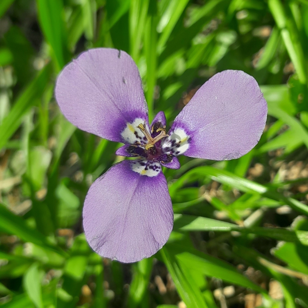 Prairie Nymph from Capão do Leão on October 26, 2023 at 10:12 AM by ...