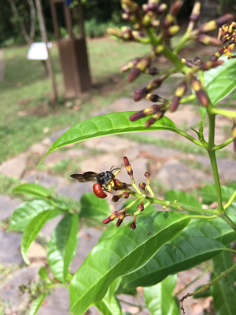 Euaspis from 云南省西双版纳傣族自治州勐腊县勐仑镇W79H+X5G 邮政编码: 666303 on May 21, 2016 at ...