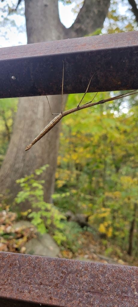 Stick Insects from Bowling Green, KY, USA on October 27, 2023 at 08:42 ...
