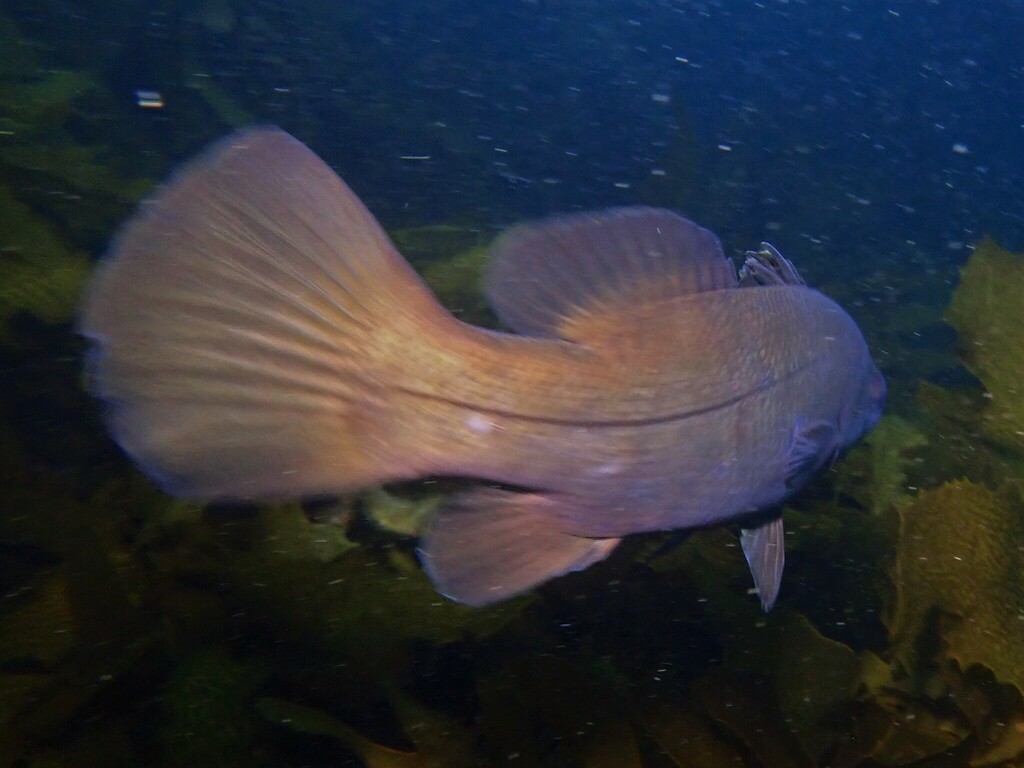Black Sand Bass from South Cottesloe Sponge Gardens, Perth WA ...