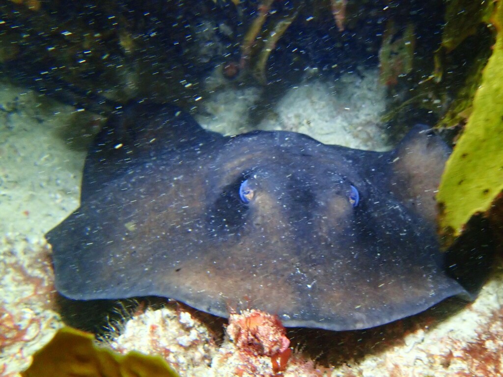 Striped Stingaree from South Cottesloe Sponge Gardens, Perth WA ...