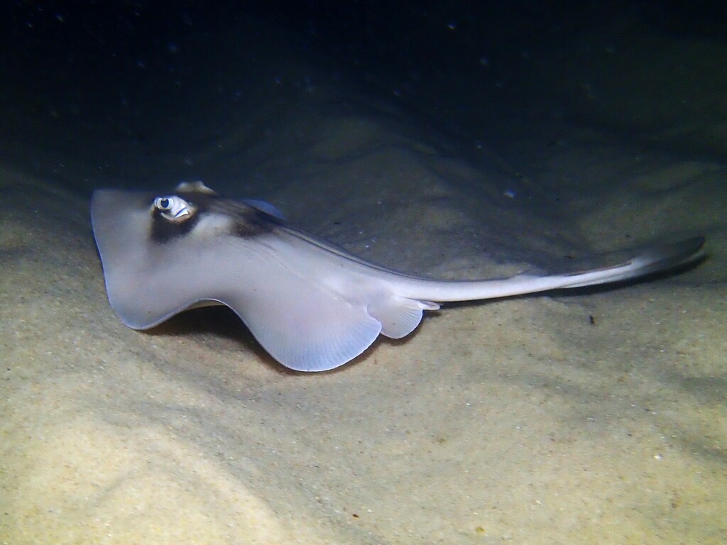 Masked Stingaree from South Cottesloe Sponge Gardens, Perth WA ...