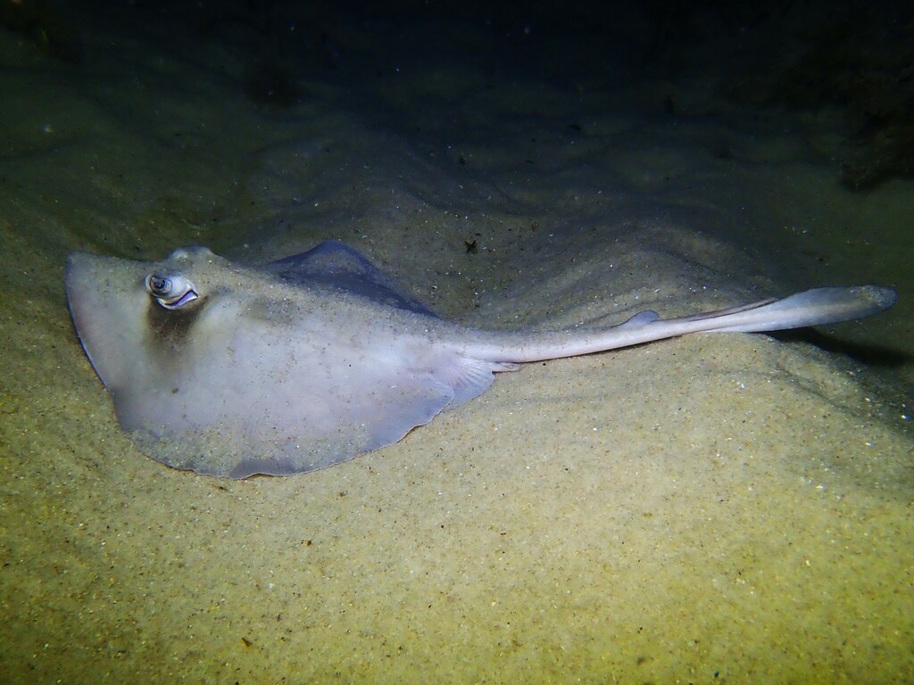 Masked Stingaree from South Cottesloe Sponge Gardens, Perth WA ...