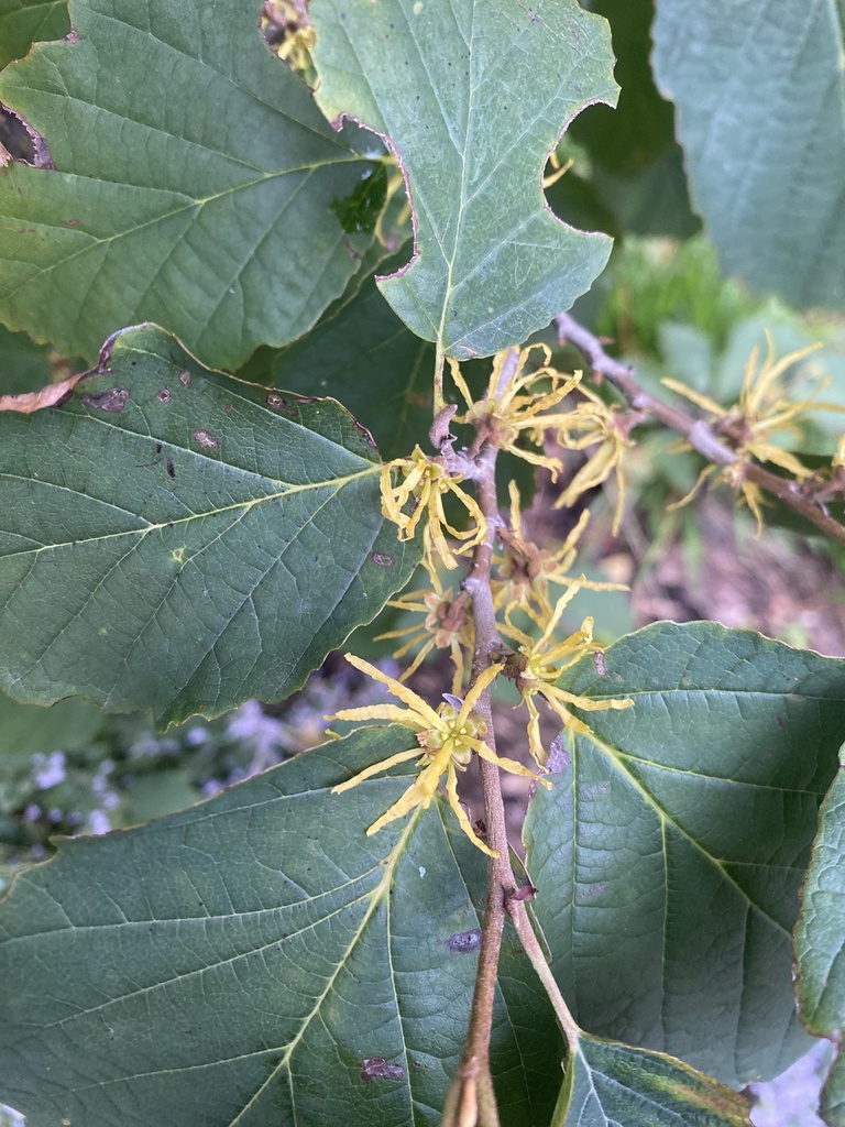 american witch-hazel from University of Wisconsin, Madison, WI, US on ...