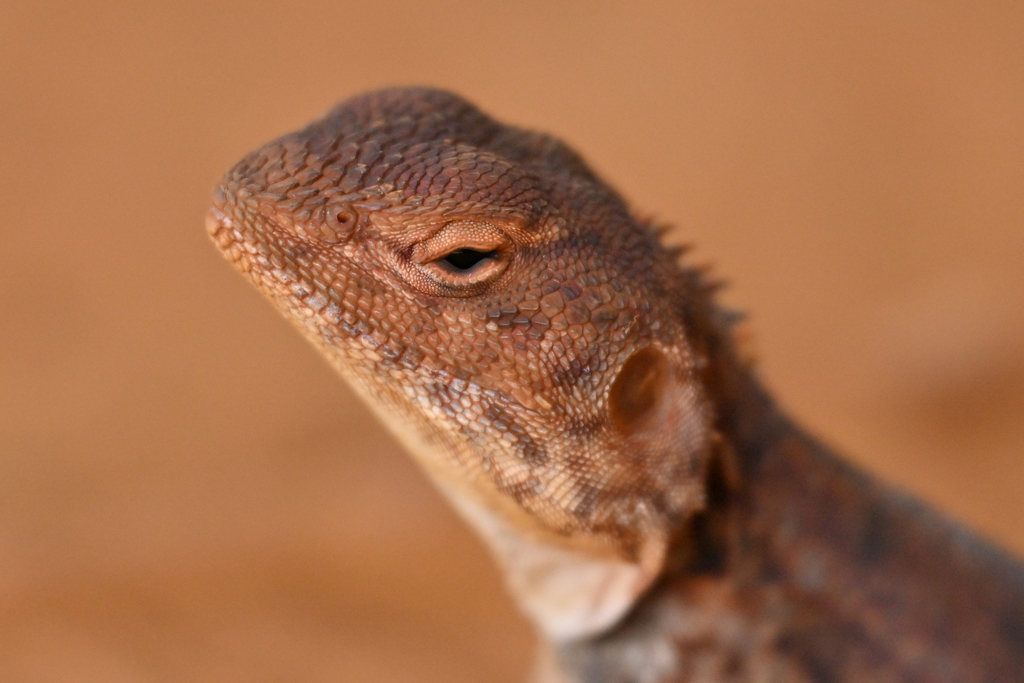 Ring-tailed Dragon from Newman WA 6753, Australia on October 26, 2023 ...