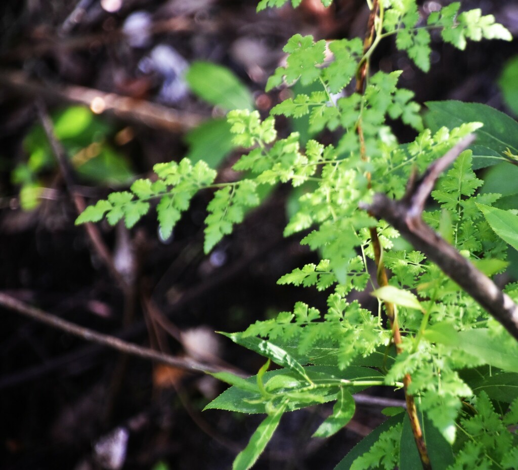 Japanese climbing fern from Polk County, FL, USA on October 26, 2023 at ...
