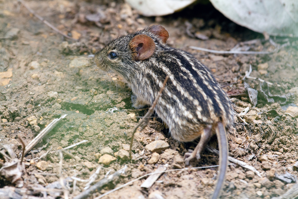 Buffoon Striped Grass Mouse from Kelam Welega, Oromia, Ethiopia on ...