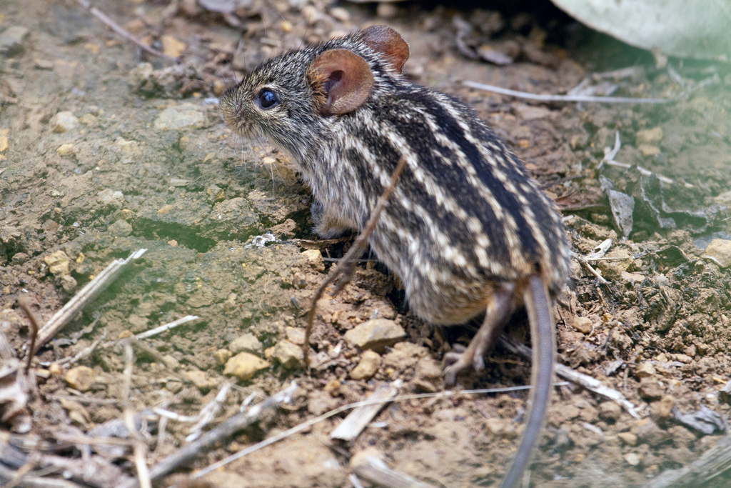Old World Mice and Rats (Muridae) - Know Your Mammals