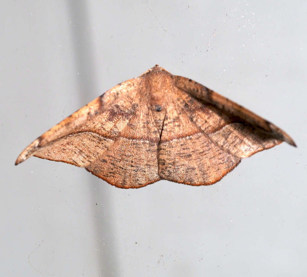 Juniper Geometer Moth from Fairfax, VA, USA on October 26, 2023 at 08: ...