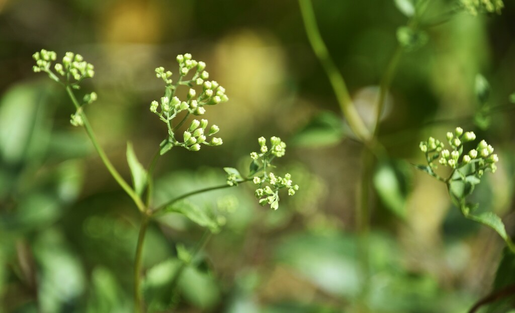 hammock snakeroot from Polk County, FL, USA on October 26, 2023 at 01: ...
