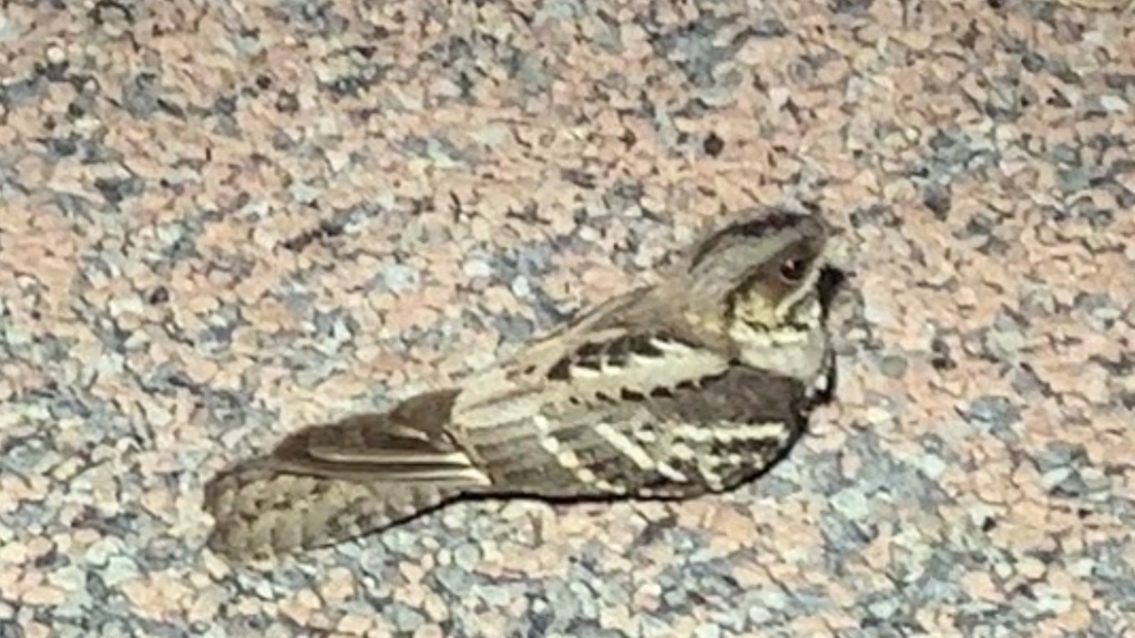 Large-tailed Nightjar from Paluma Range National Park, Lynam, QLD, AU ...