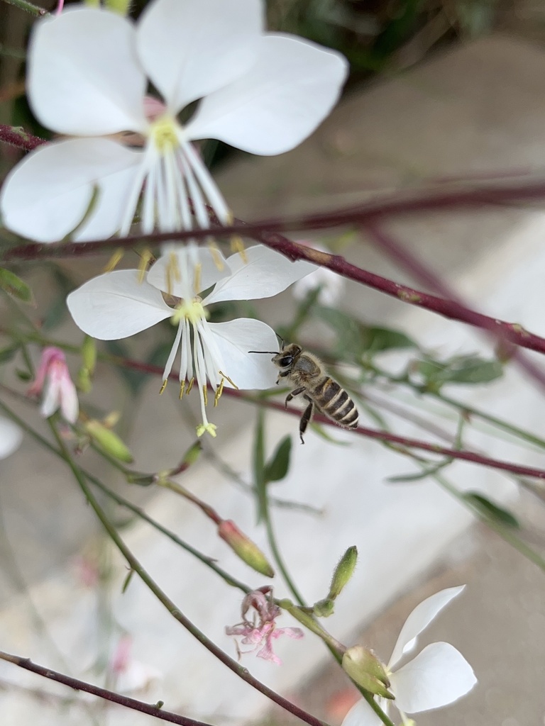 Japanese Honey Bee in October 2023 by mako328 · iNaturalist